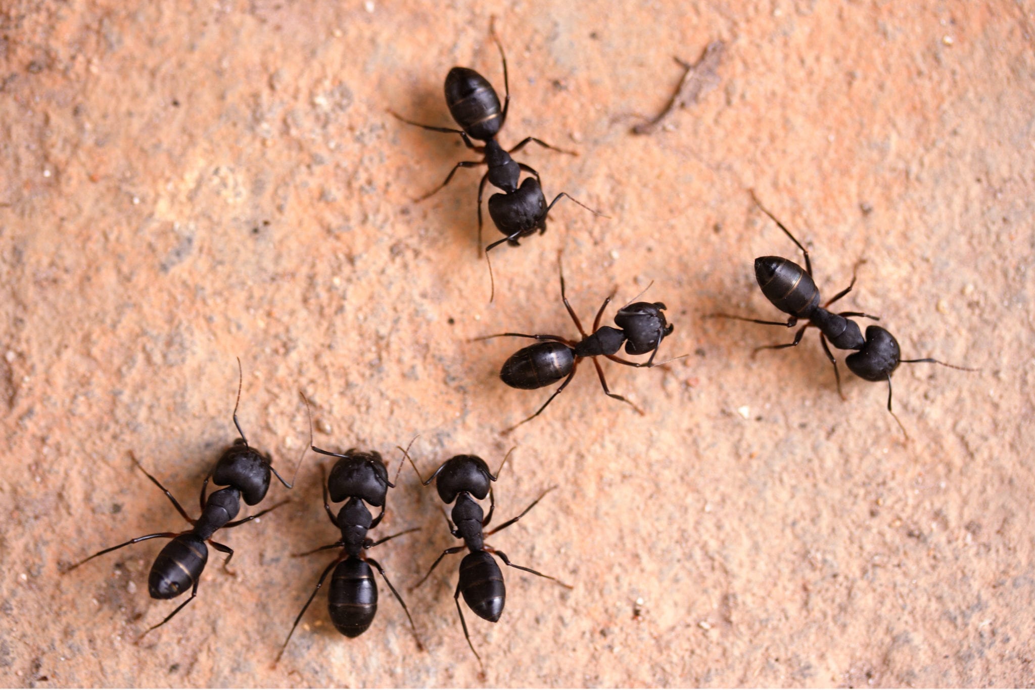Permanent Solution To Bed Bugs How To Get Rid Of Mice In Your House Without Poison How To Get 