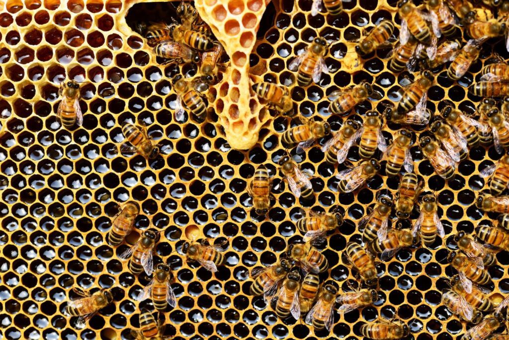 How to Identify Hives: Bees, Wasps, and More - Precise Termite & Pest ...